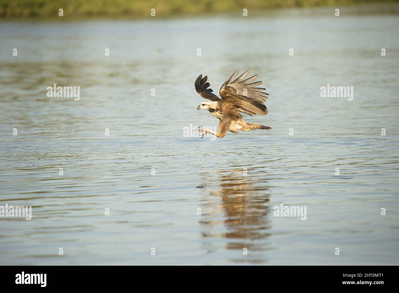 Black-collared hawk (Busarellus nigricollis) in flight with a fish in ...