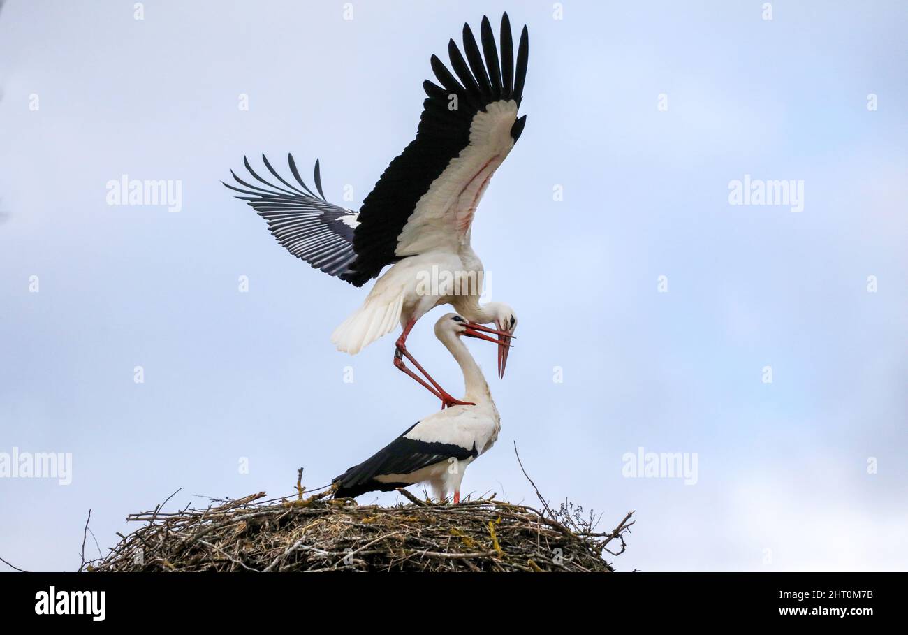 Animals making love hi-res stock photography and images - Alamy