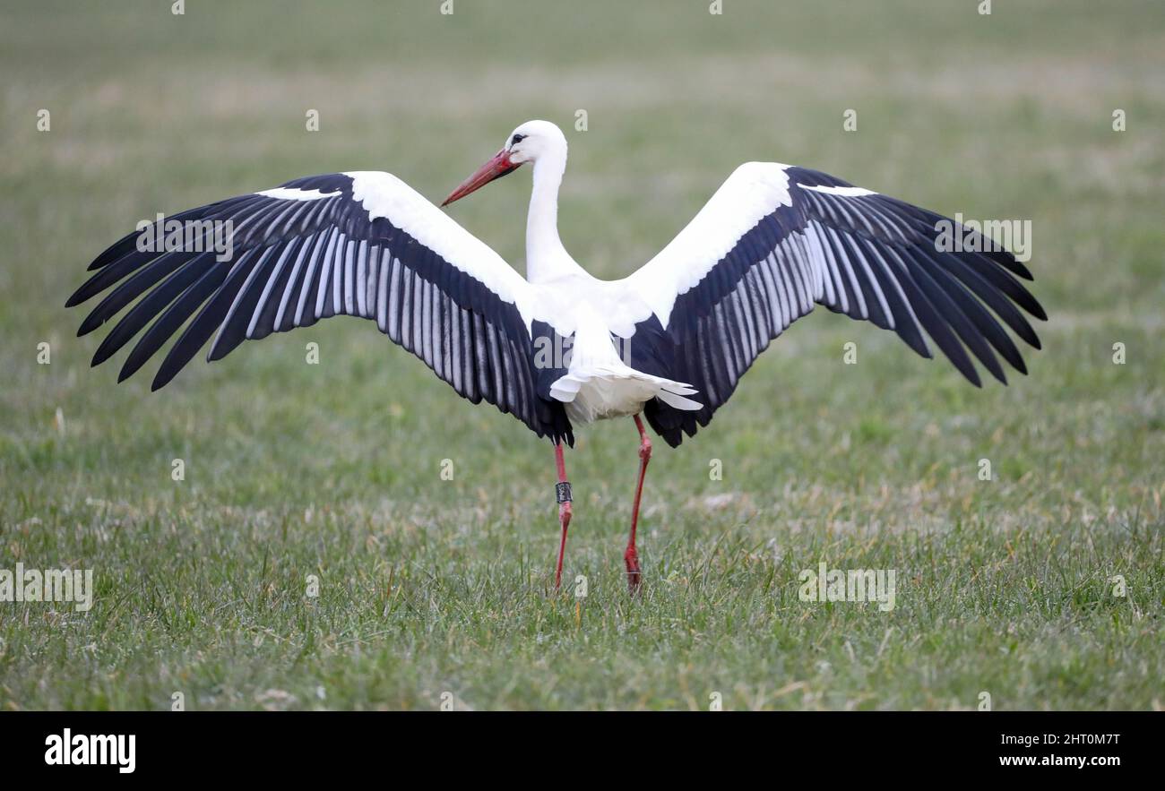 Riedlingen, Germany. 26th Feb, 2022. A stork stands with spread wings ...