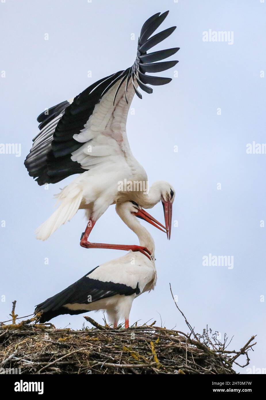 Animals making love hi-res stock photography and images - Alamy