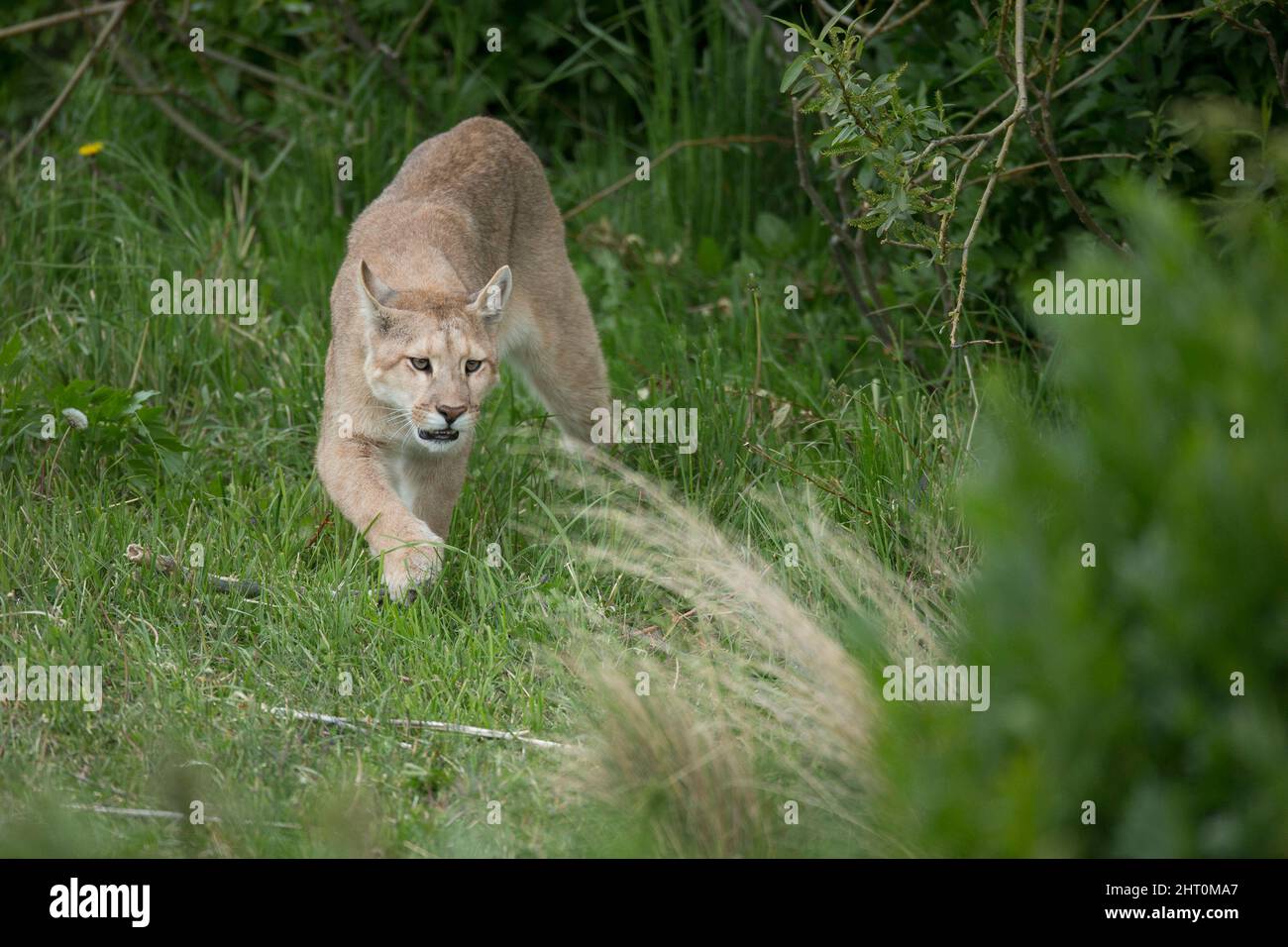 Puma stalking hi-res stock photography and images - Alamy