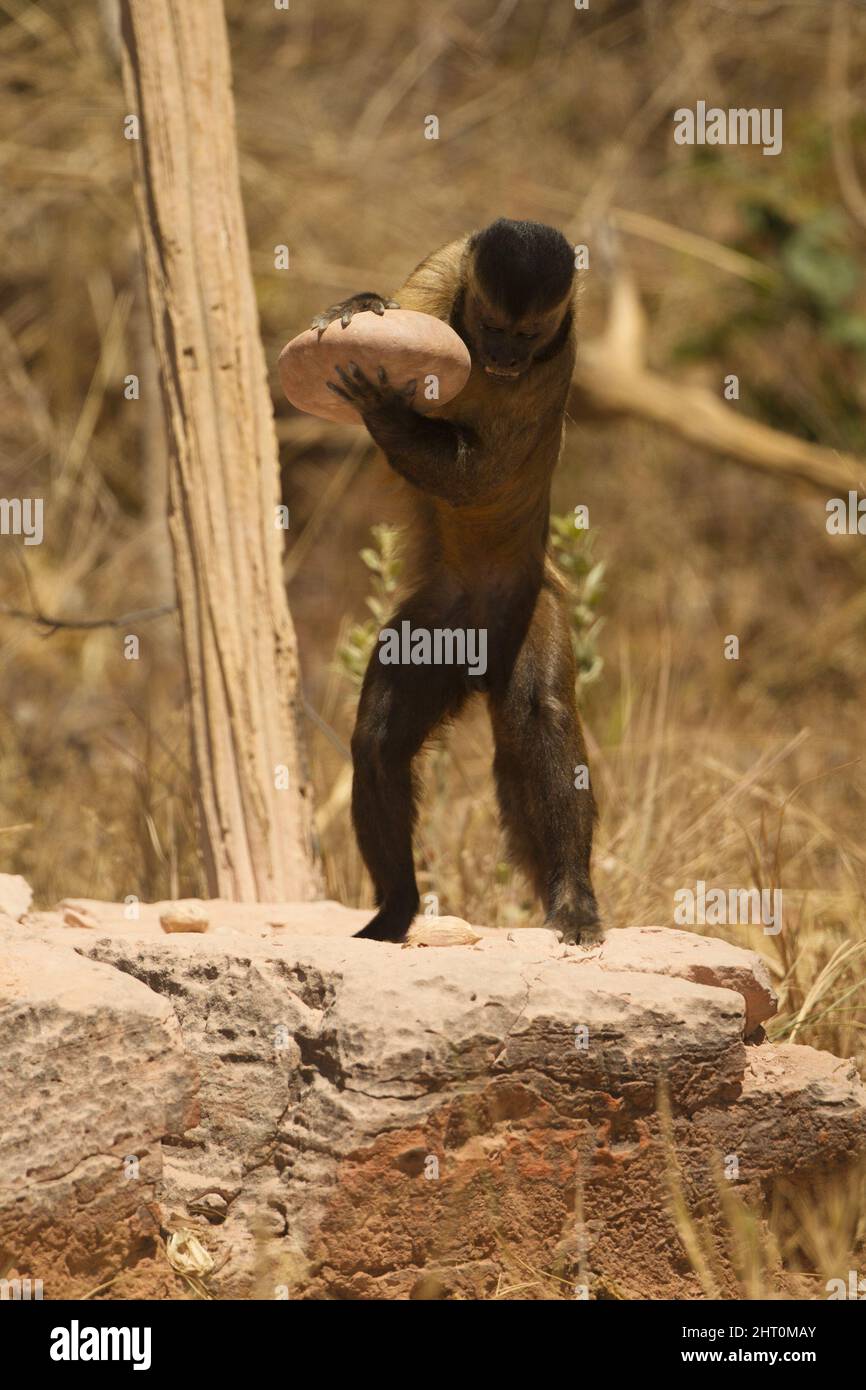 Primate tool use hi-res stock photography and images - Alamy
