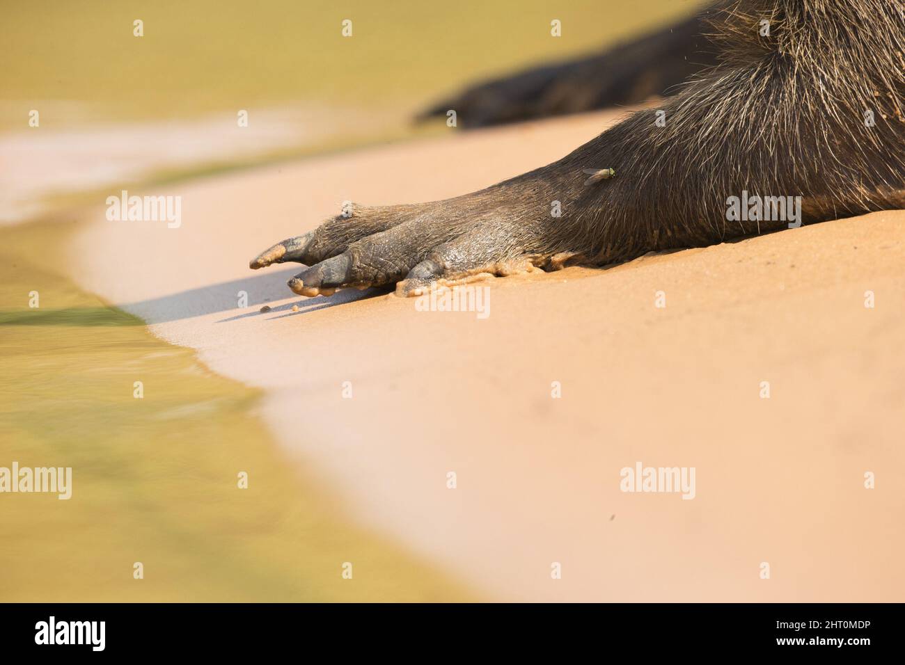 Capybara (Hydrochoerus hydrochaeris) front foot, four toes. Rear feet ...