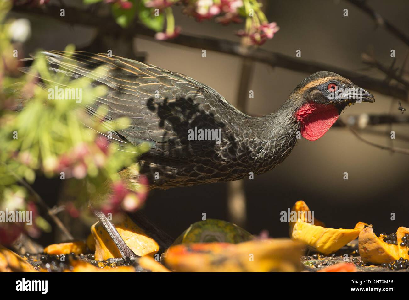 Chestnut-bellied guan (Penelope ochrogaster) foraging on the ground ...
