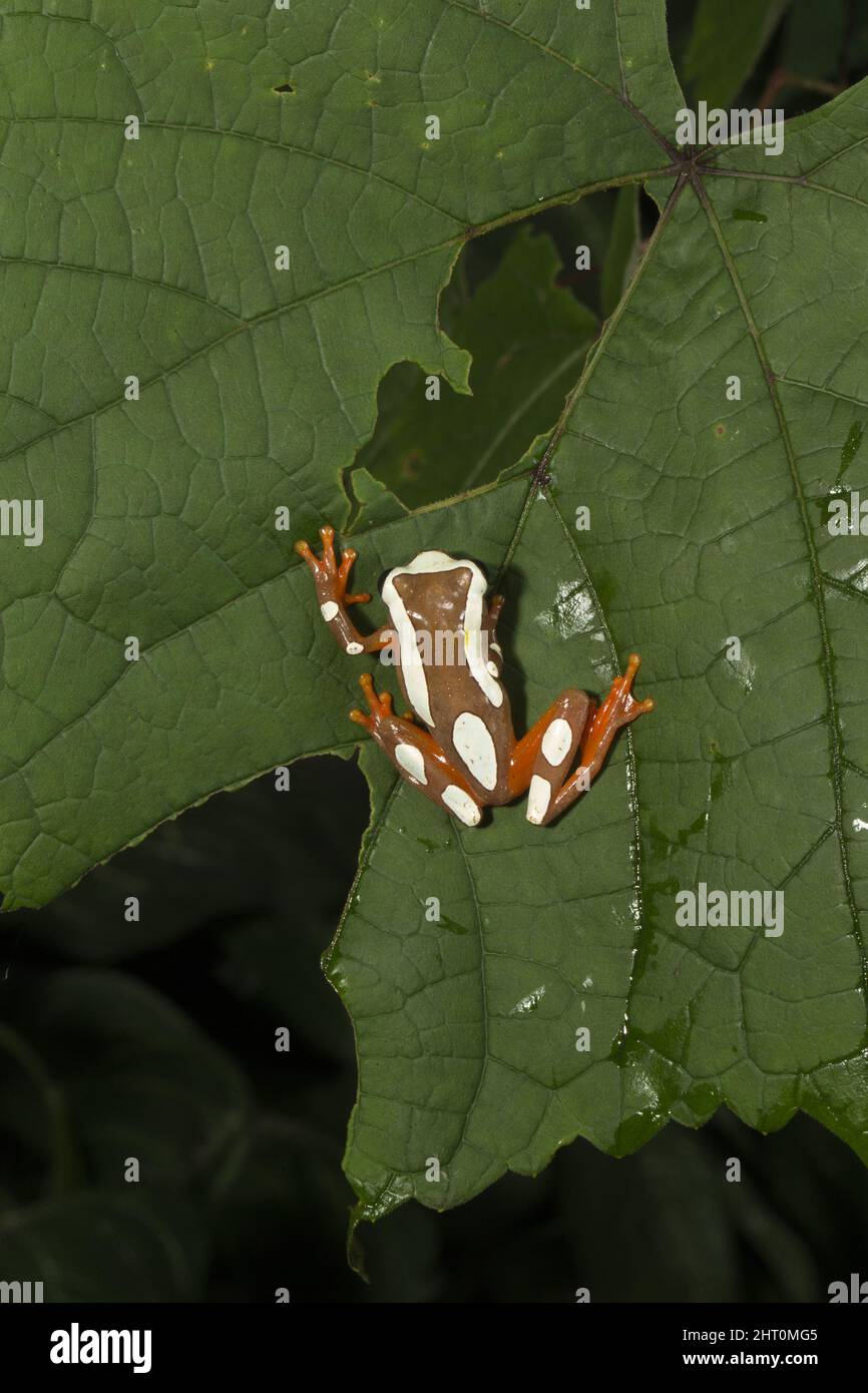 Clown tree frog (Dendropsophus leucophyllatus) on a leaf at night ...