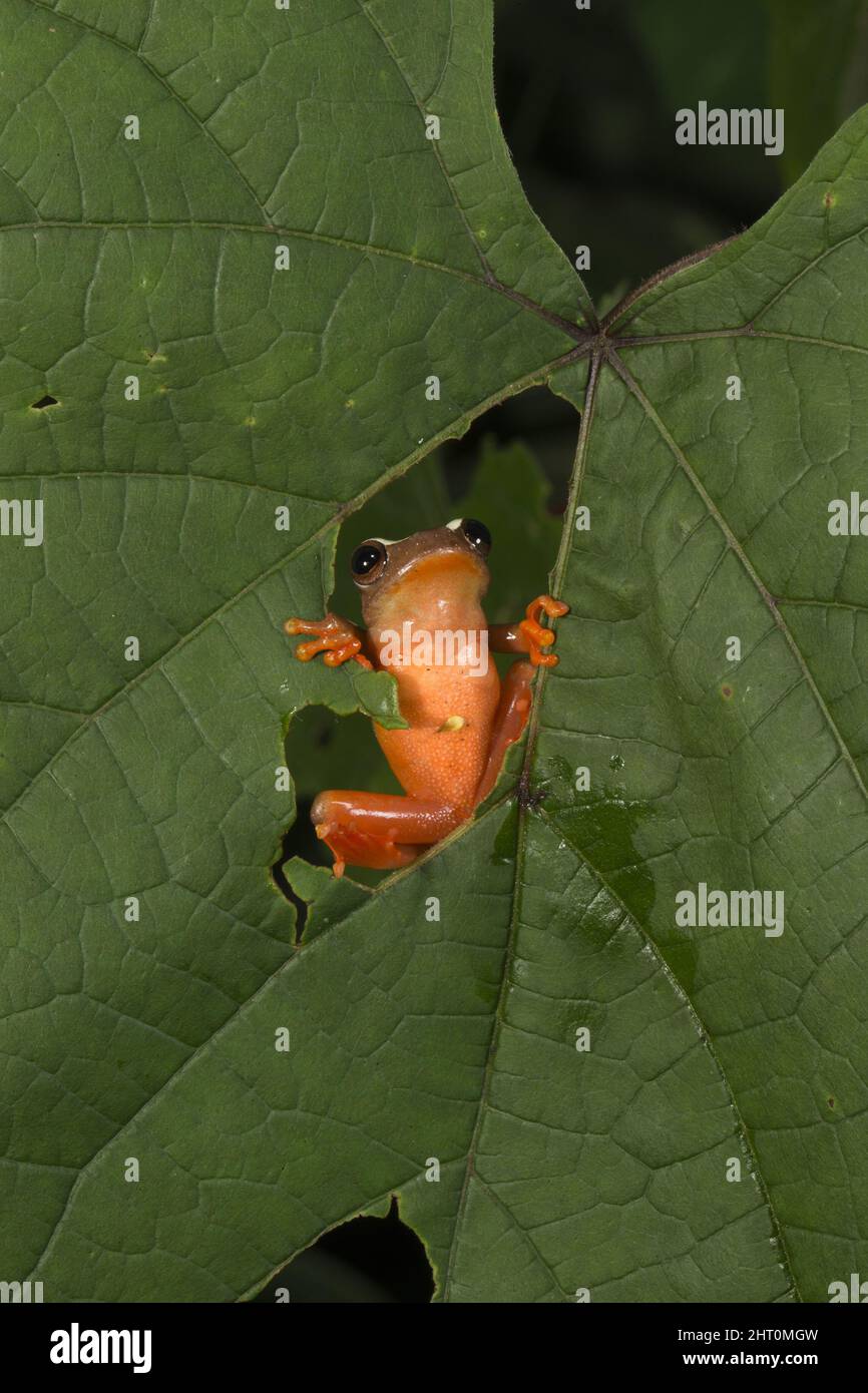 African clown frog hi-res stock photography and images - Alamy