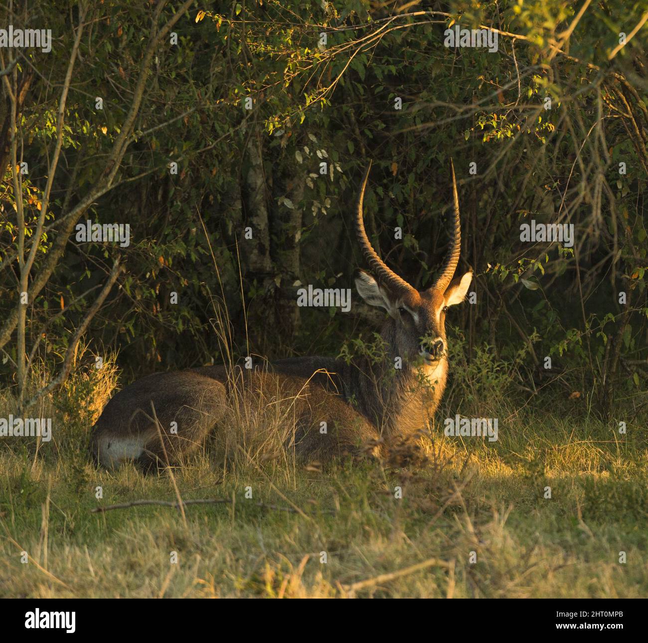 Males have long ringed horns hi-res stock photography and images - Alamy