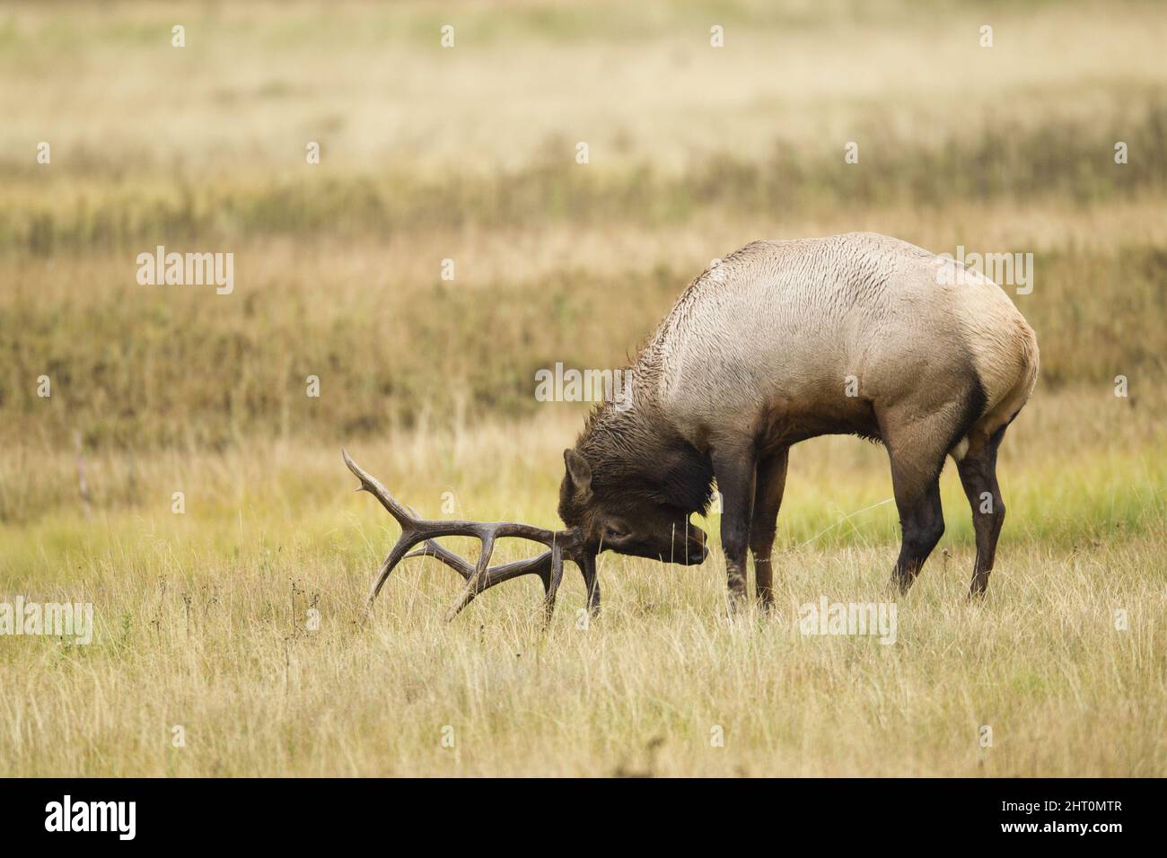Elk (Cervus canadensis) bull scent-marking his territory by urinating ...