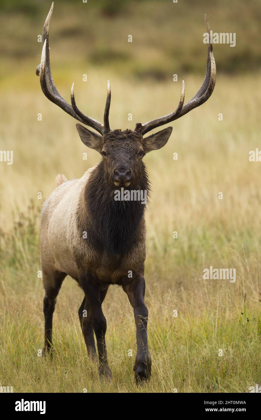 Elk Bull