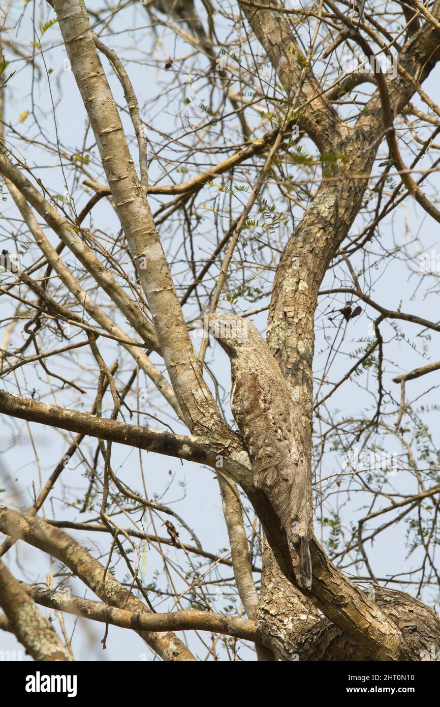 Great potoo (Nyctibius grandis) in a tree, disguised as a branch ...