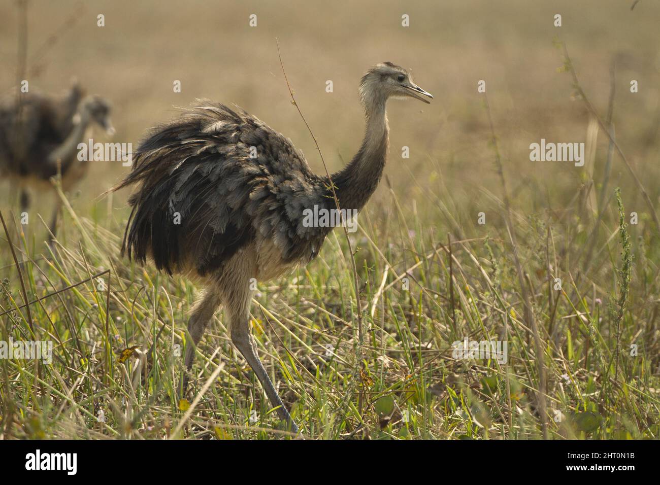 Greater rhea (Rhea americana) walking. Brazil Stock Photo - Alamy