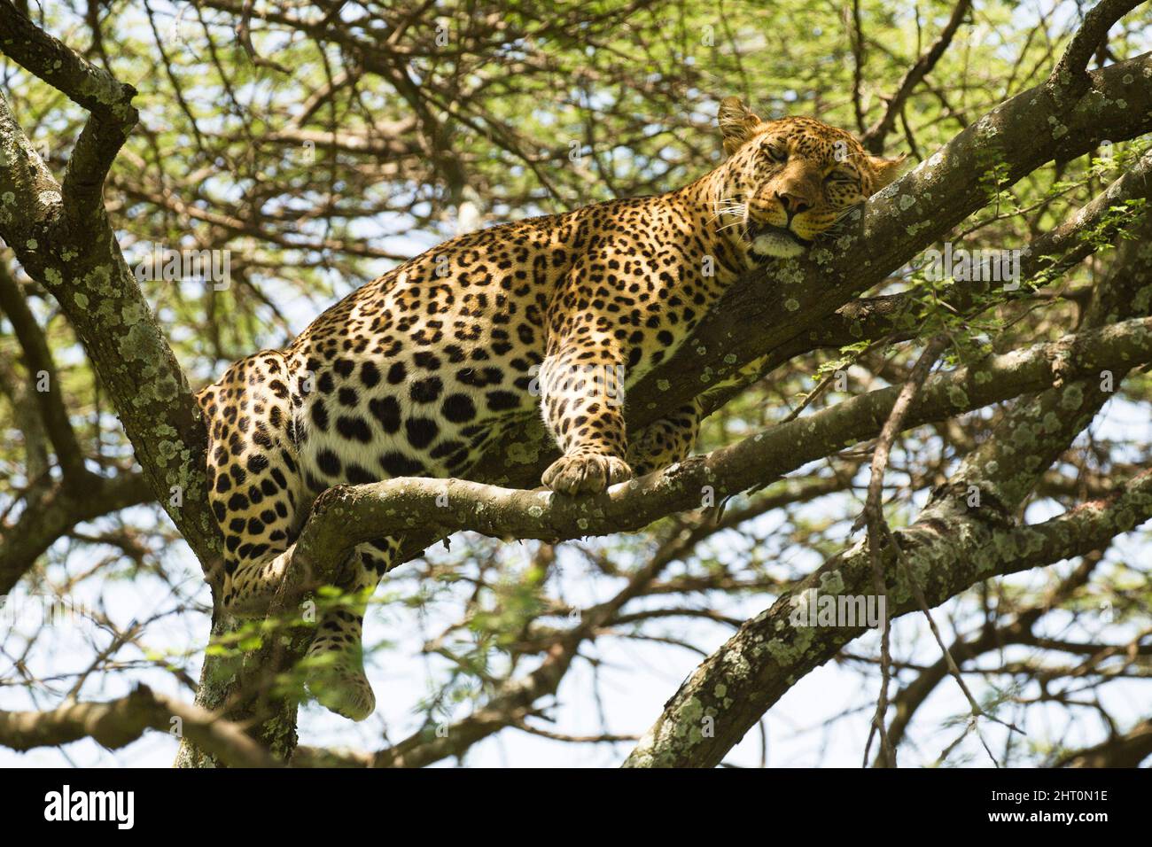 Leopard (Panthera pardus), resting in tree during the day. Simba Kopjes ...