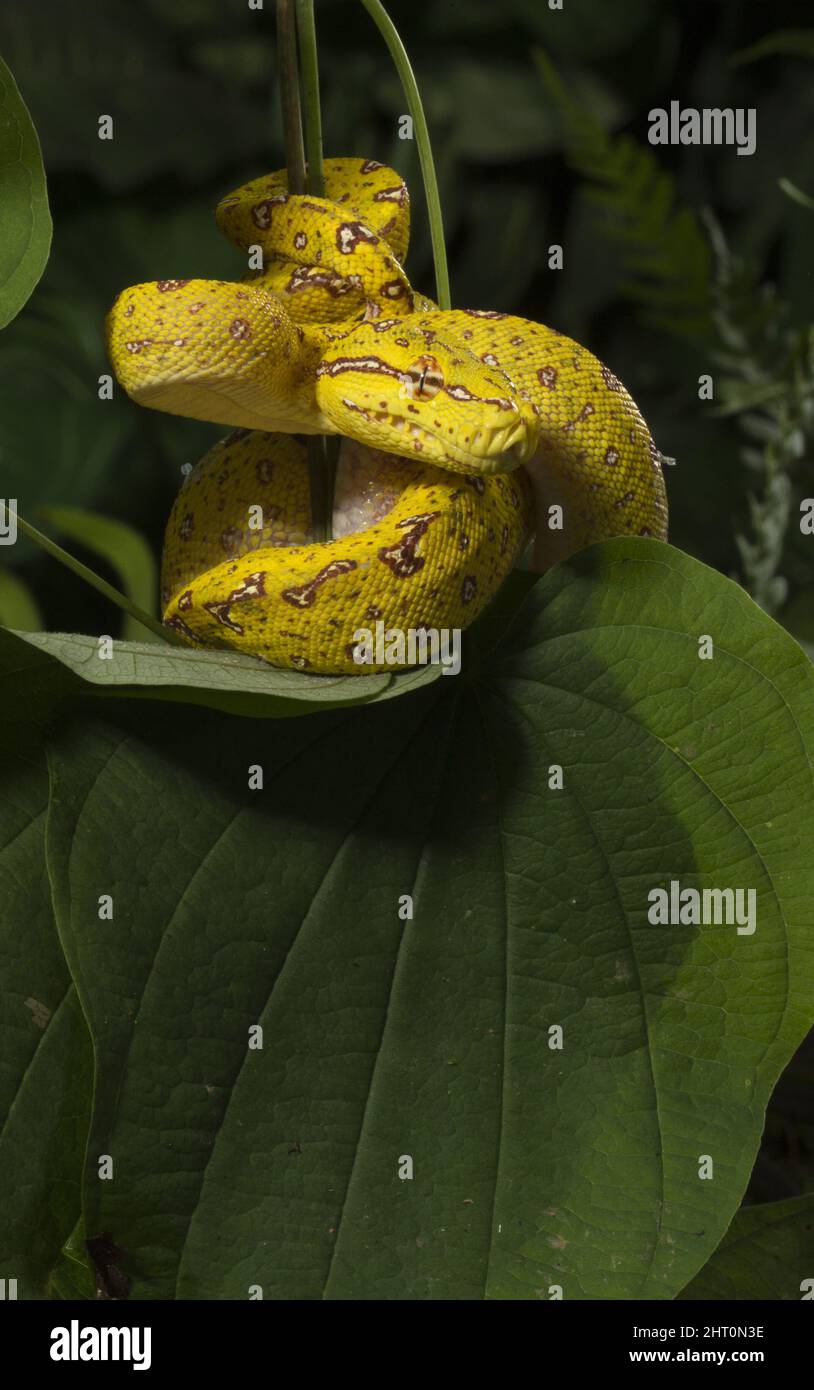 Neotropical green anole (Anolis biporcatus) on a tree stump in forest ...