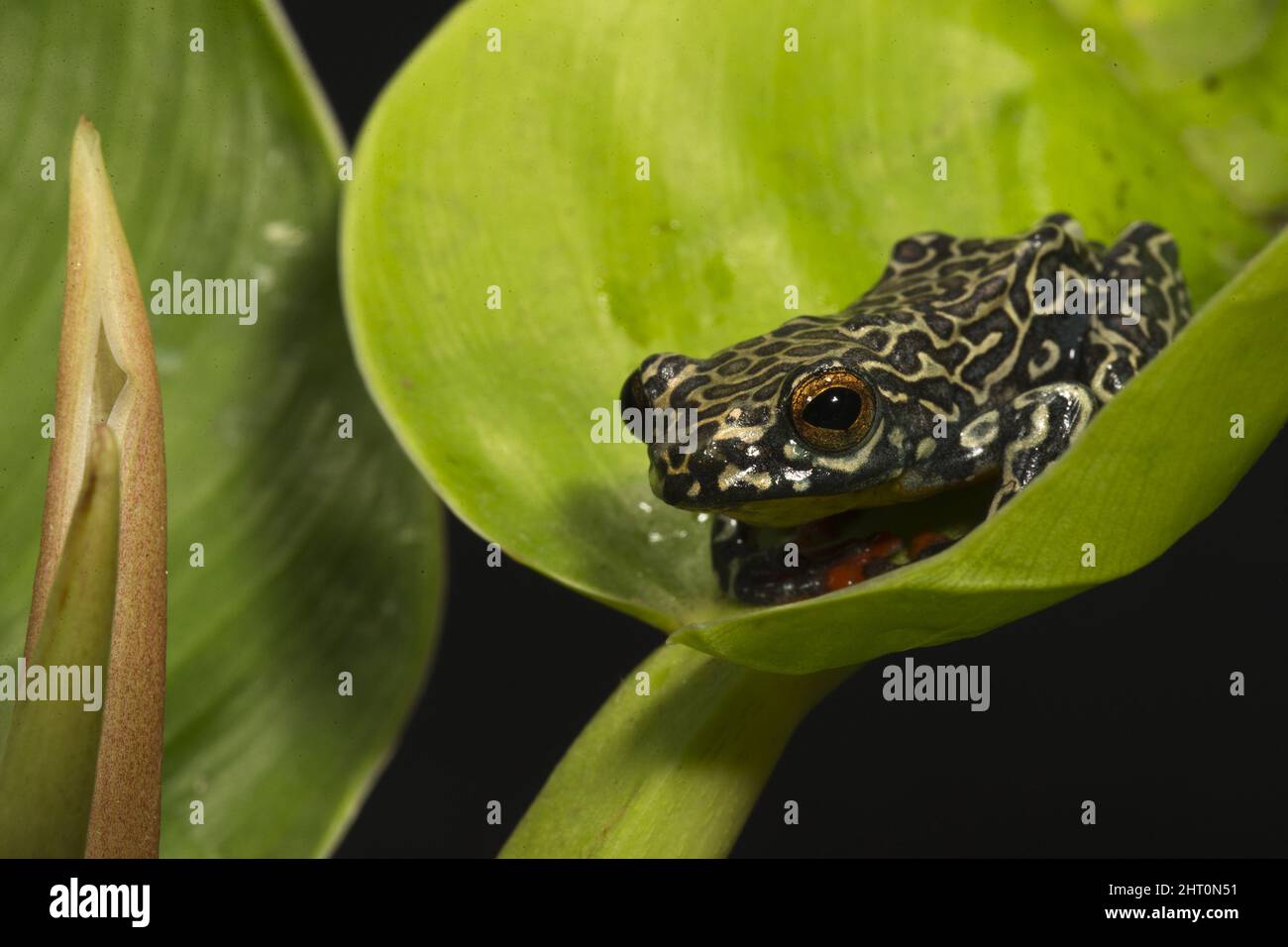 Riggenbach’s reed frog (Hyperolius hieroglyphicus) in a leaf. Origin ...