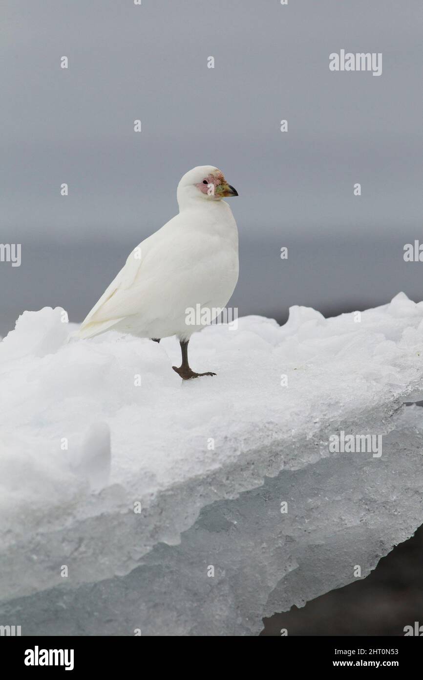 Snowy sheathbill (Chionis alba), standing on one foot on ice. South ...