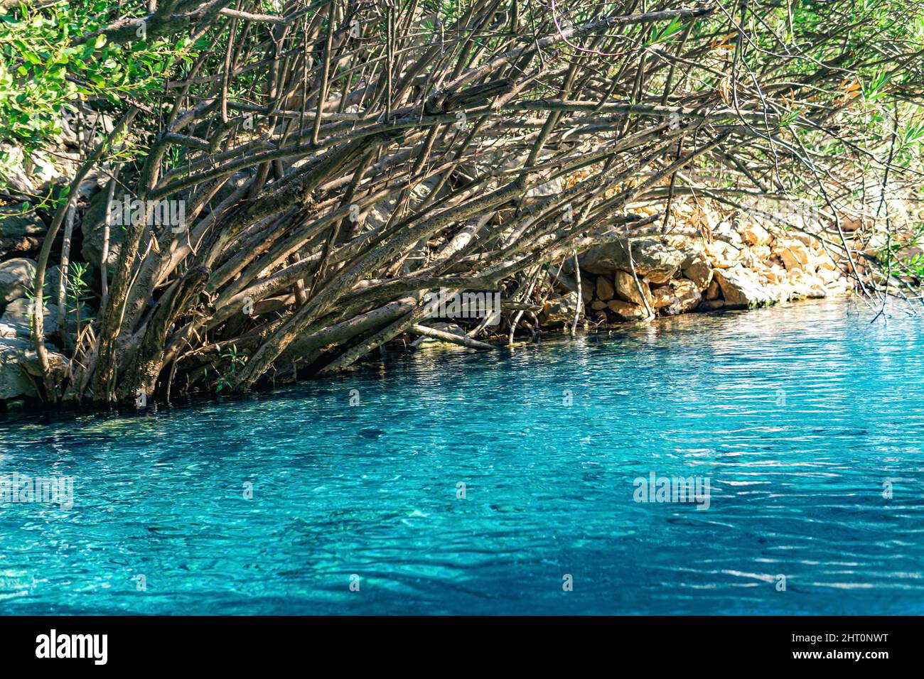 stems of coastal bushes growing in clear blue water Stock Photo - Alamy