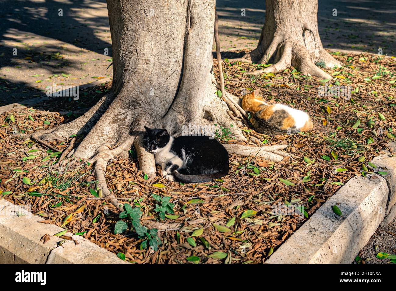 Rest under the tree hi-res stock photography and images - Alamy