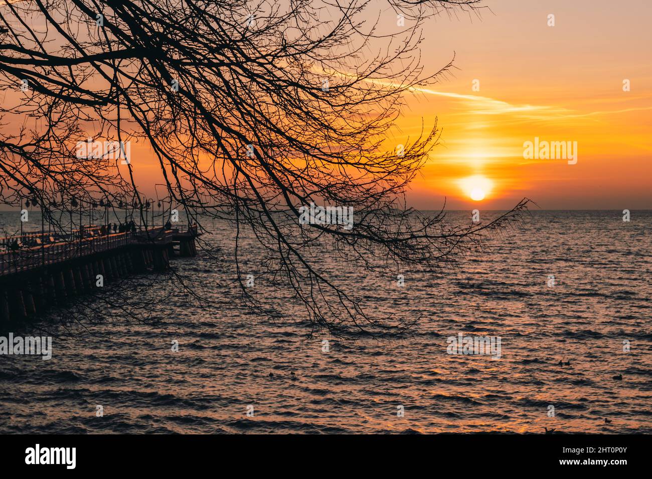 Tree branches and sunrise on the Baltic Sea. Gdynia Orlowo beach Stock ...