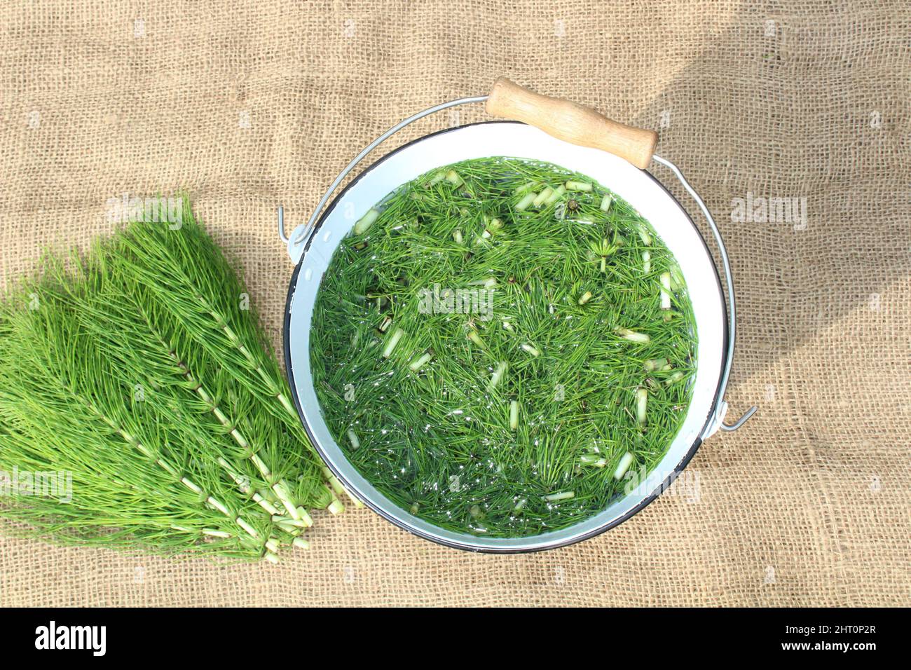 liquid manure from horsetail in a bucket on a jute sack Stock Photo - Alamy