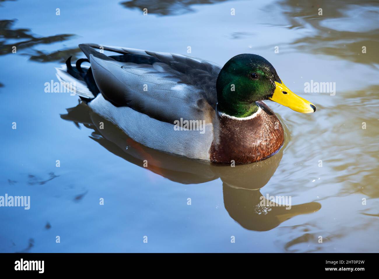 Light refraction duck hi-res stock photography and images - Alamy