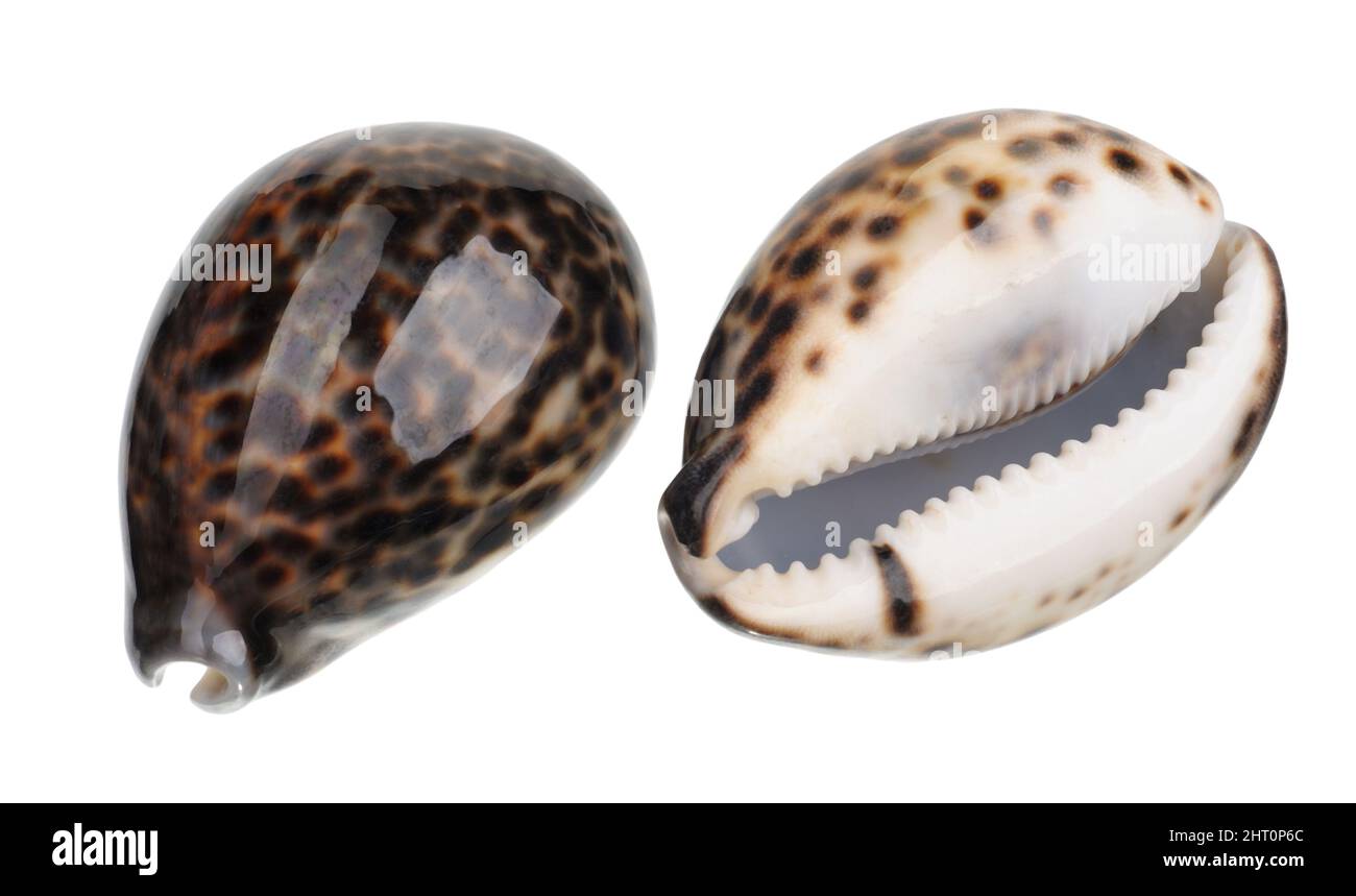 Two beautiful sea shells on a white background, isolated Stock Photo ...