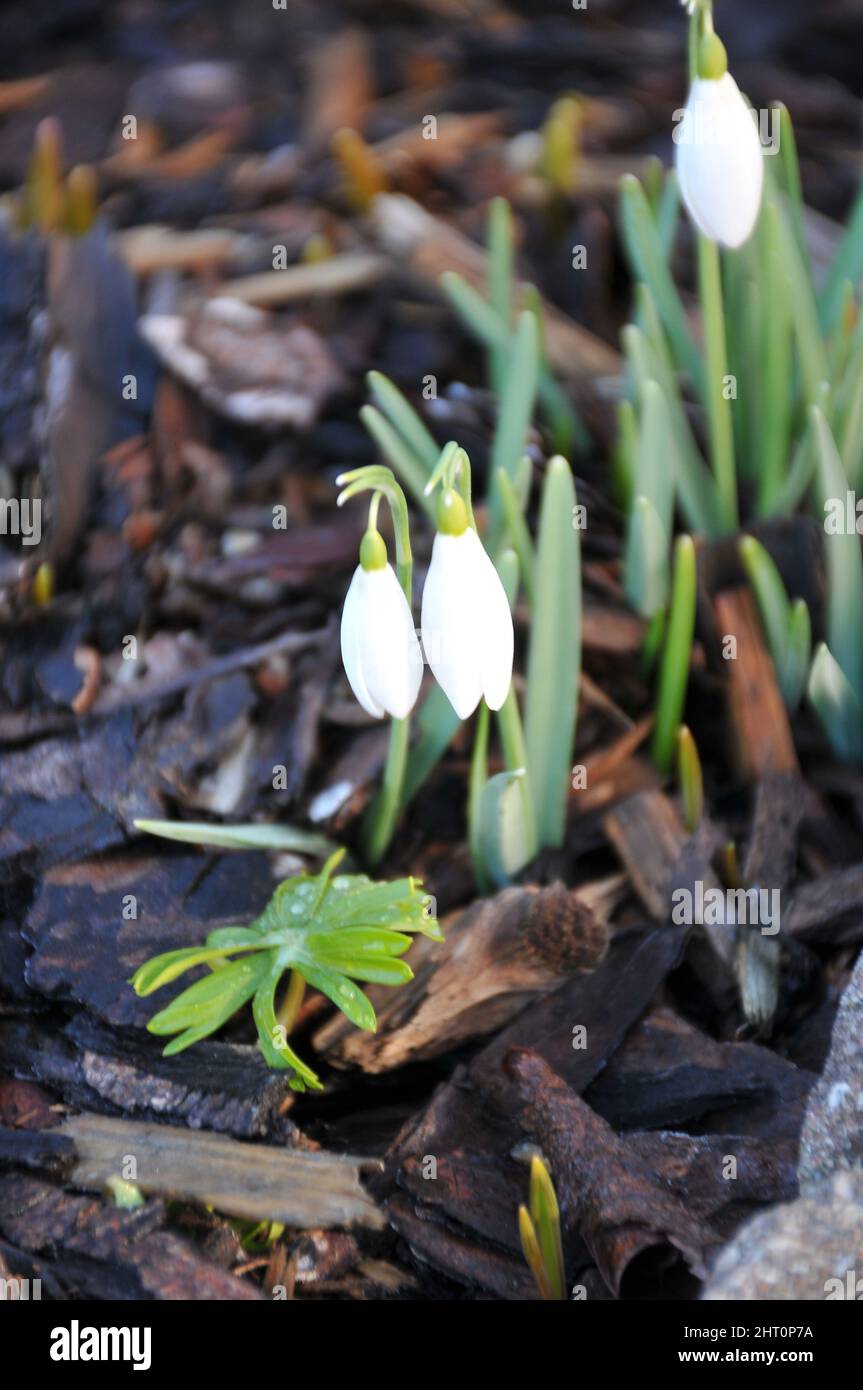 Smll white flowers hi-res stock photography and images - Alamy