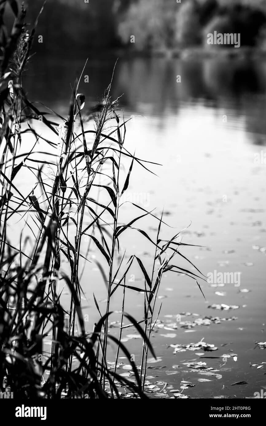 Natural view reed grass Black and White Stock Photos & Images - Alamy