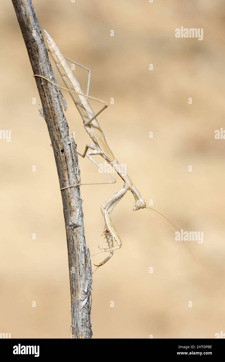 Mantis on a branch hi-res stock photography and images - Alamy