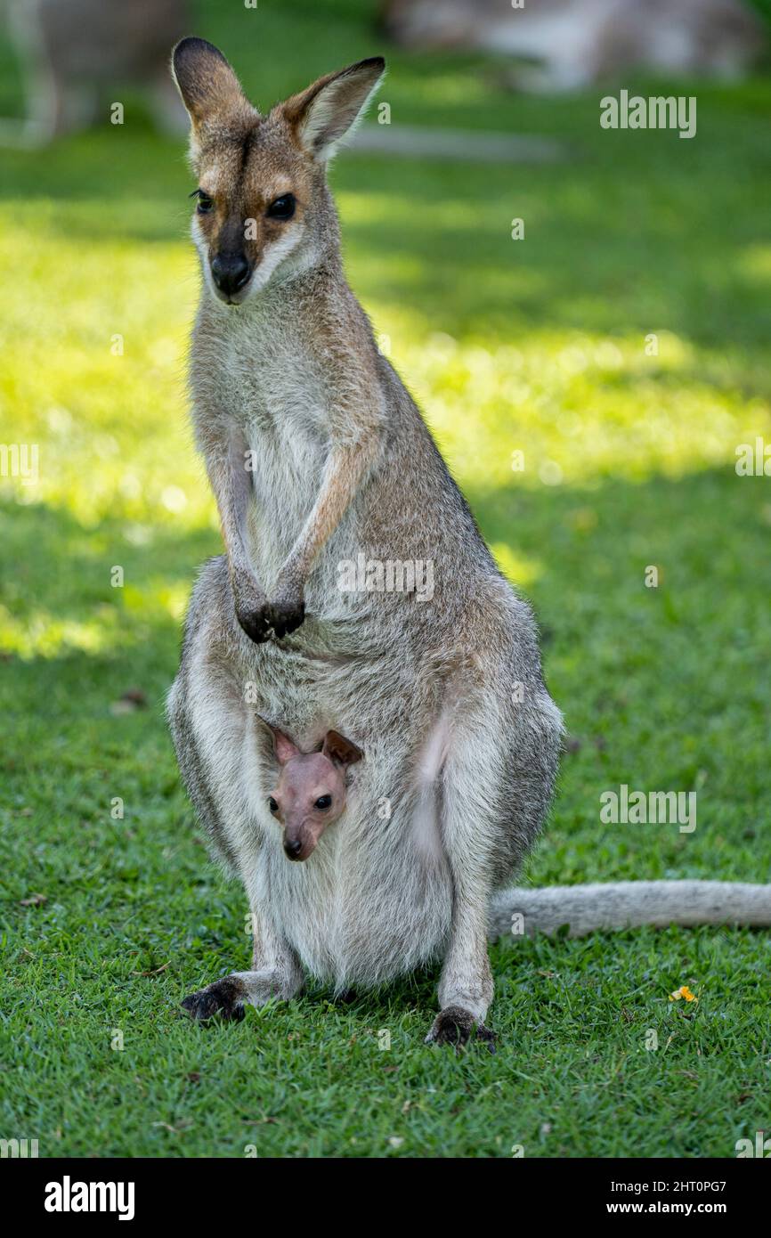Red-necked wallaby (Macropus rufogriseus) with joey's head protruding ...