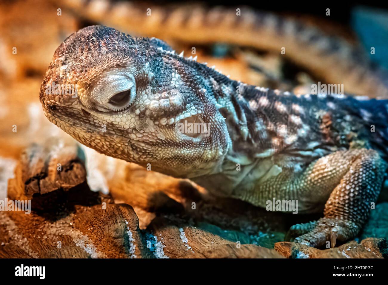 Dragon species australia hi-res stock photography and images - Alamy