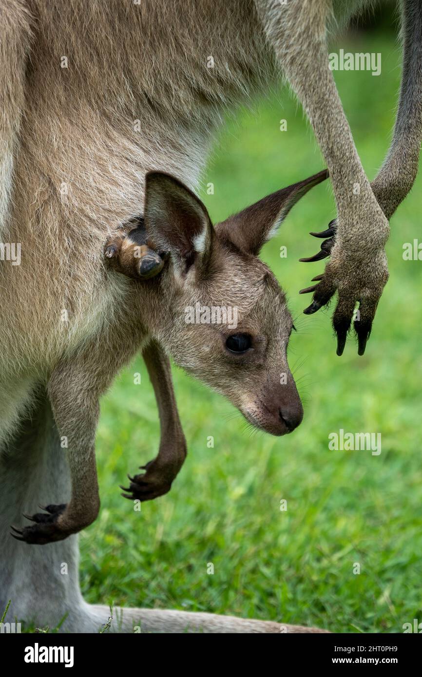 Close up of young joey eastern grey kangaroo Macropus giganteus- with ...