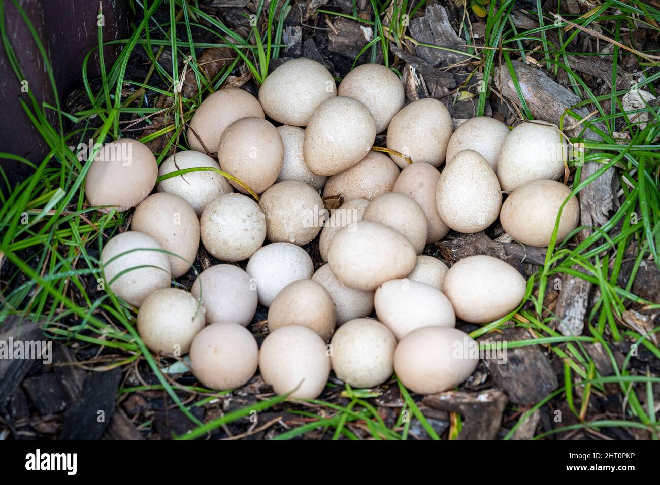 Communal layers hi-res stock photography and images - Alamy
