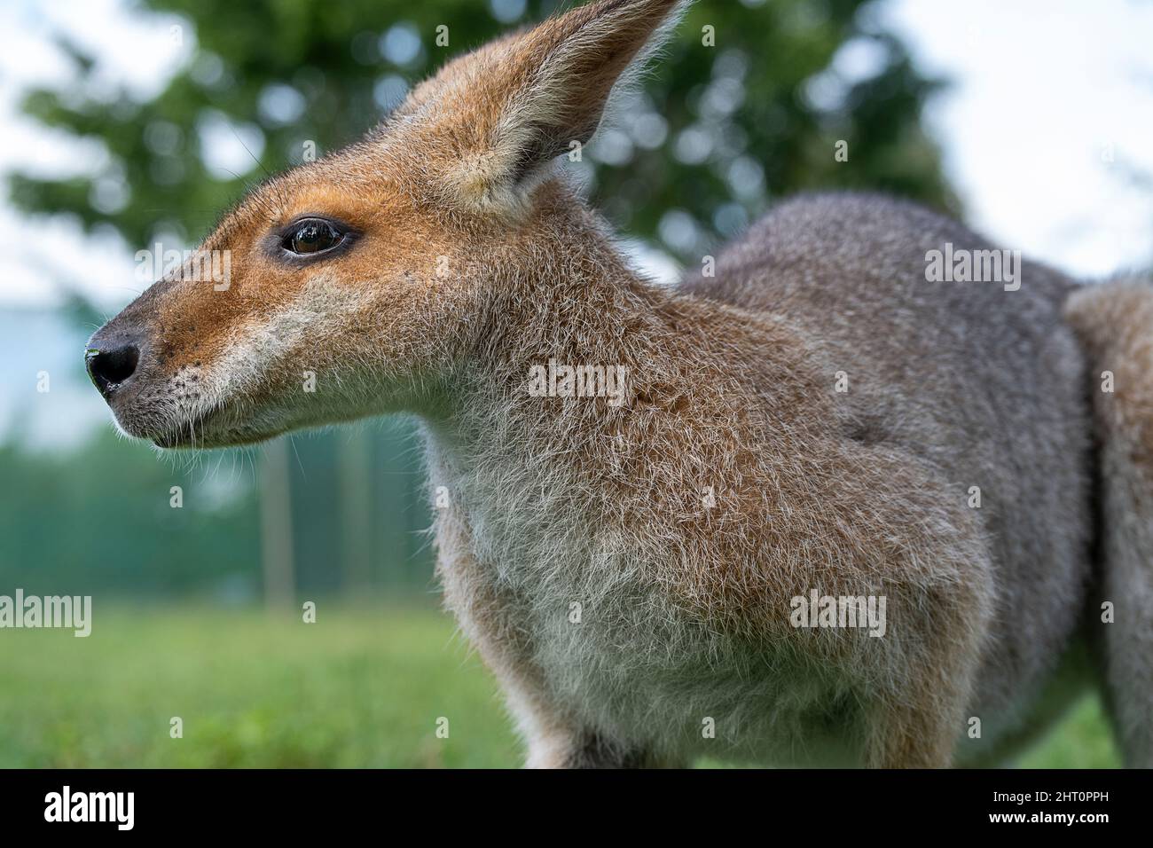 Close up portrait of Red-necked wallaby (Macropus rufogriseus Stock ...
