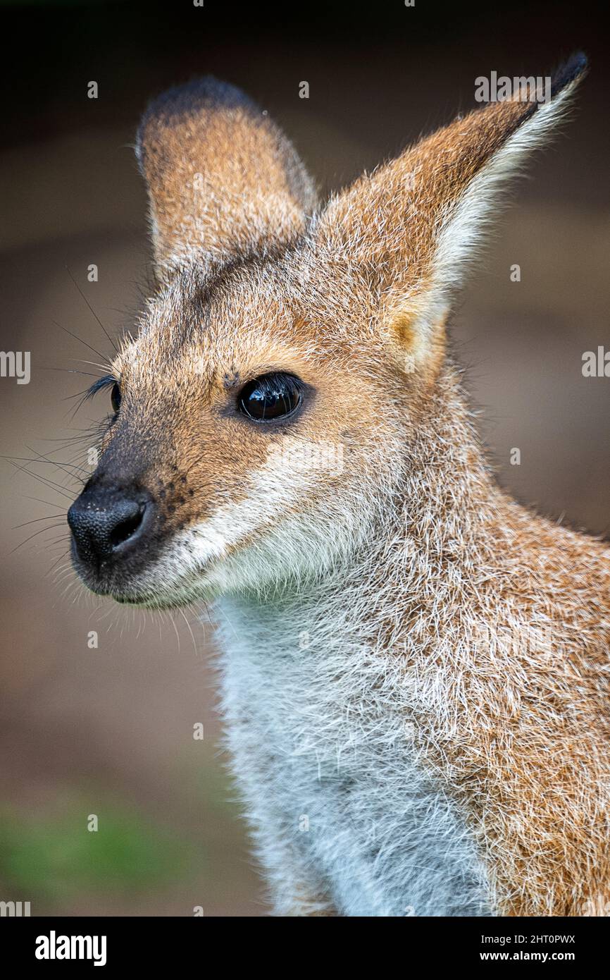 Close up portrait of Red-necked wallaby (Macropus rufogriseus Stock ...