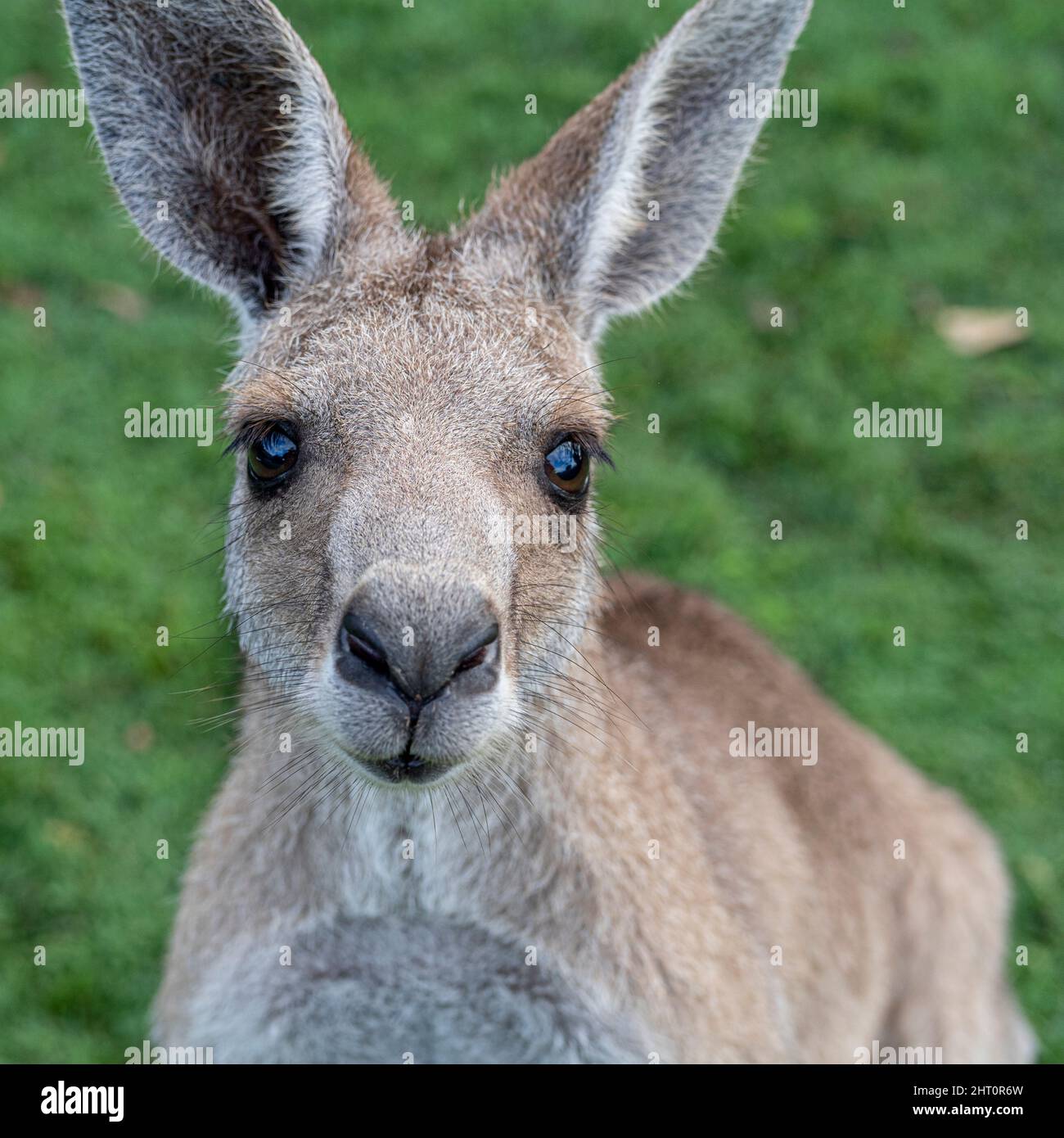 Kangaroo looking into camera hi-res stock photography and images - Alamy