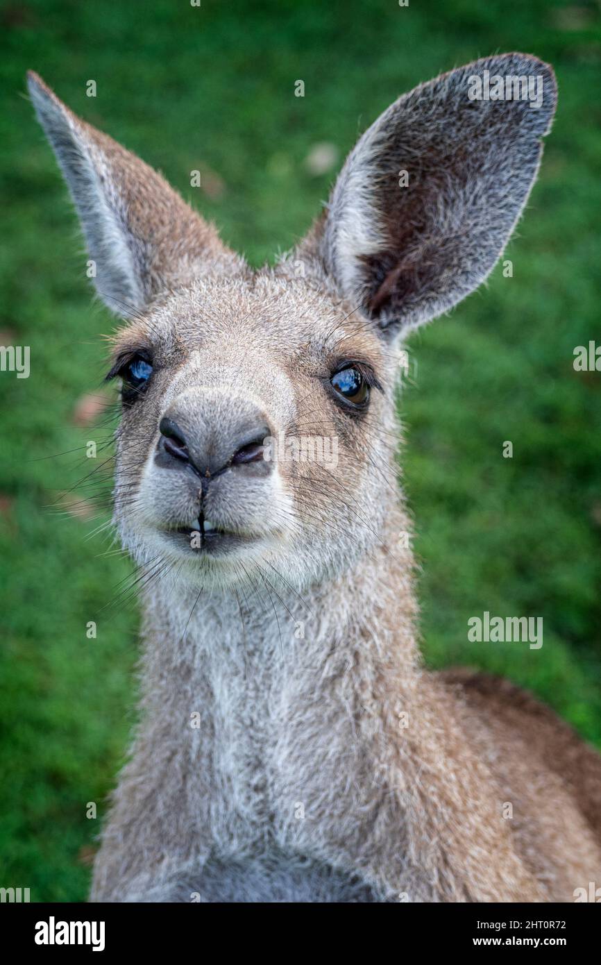 Kangaroo ears hi-res stock photography and images - Alamy