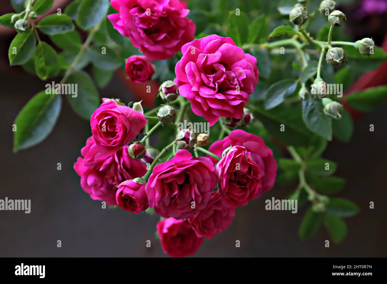 Rose garden india hi-res stock photography and images - Alamy