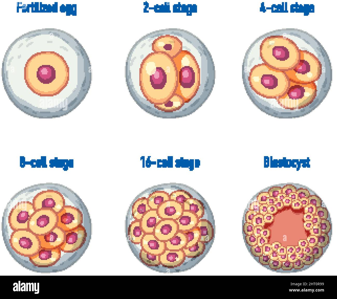 Human embryonic development in human illustration Stock Vector Image ...