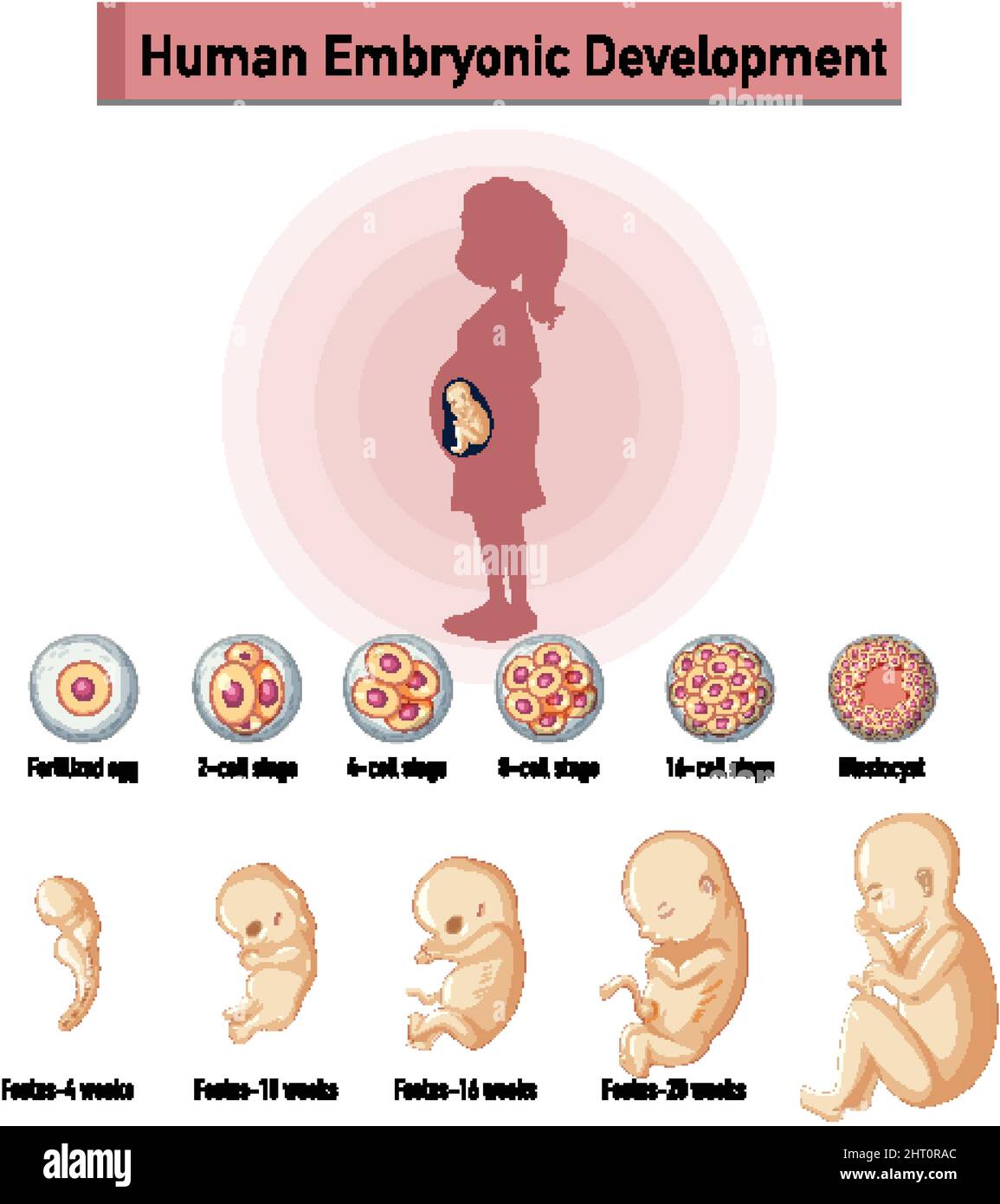 Human embryonic development in human infographic illustration Stock ...