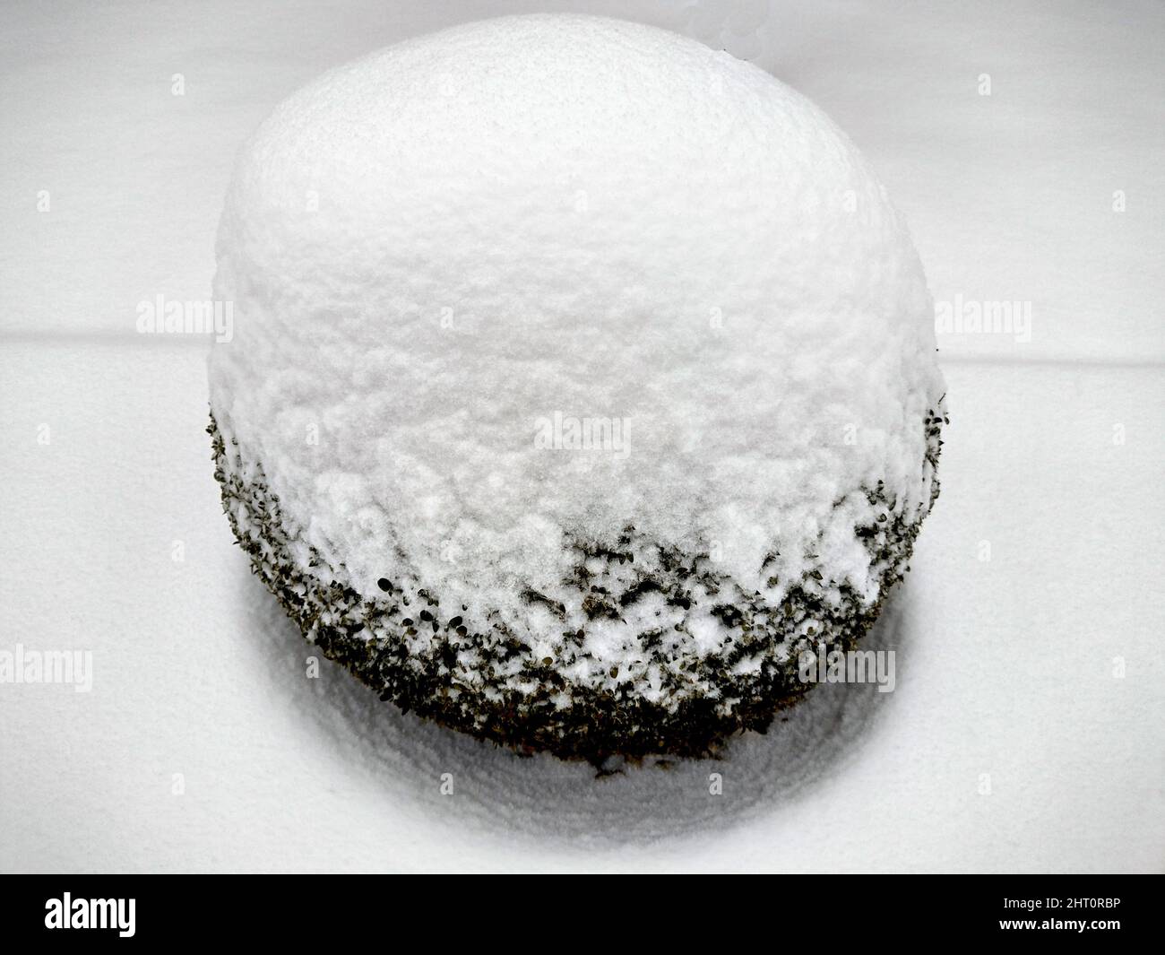Buxus sempervirens winter hi-res stock photography and images - Alamy