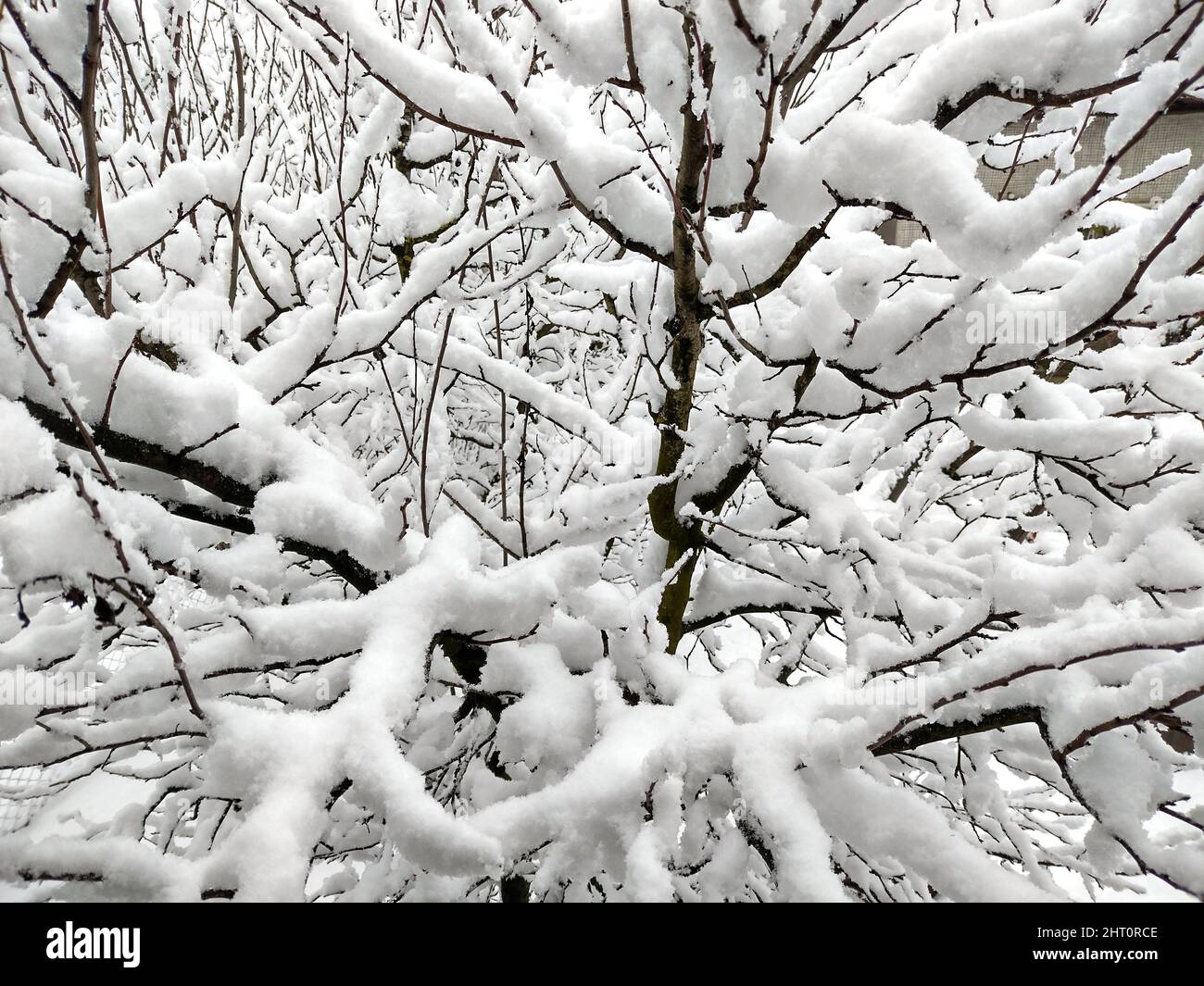 Snowy branches of a tree Stock Photo - Alamy