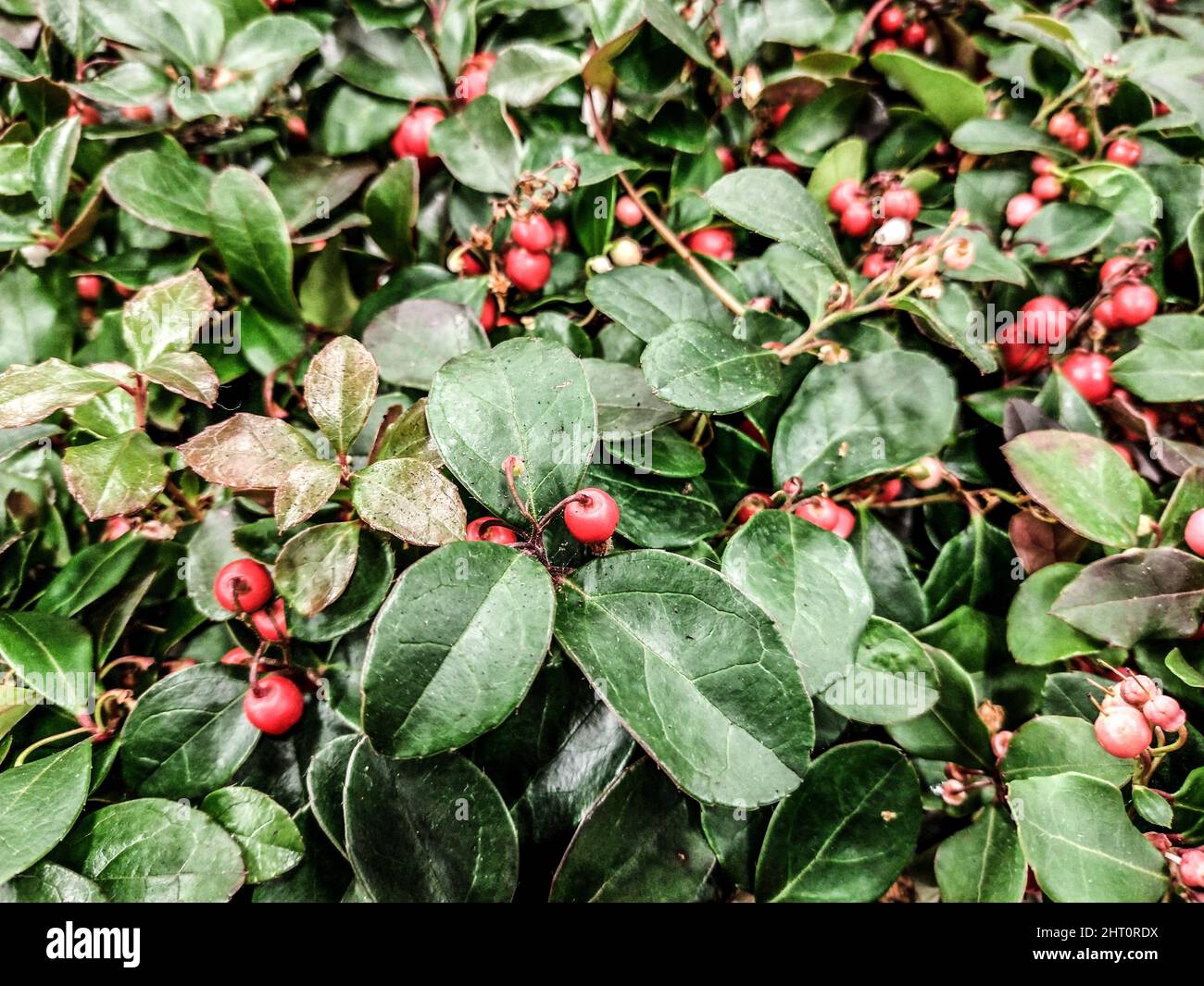The checkerberry hi-res stock photography and images - Alamy