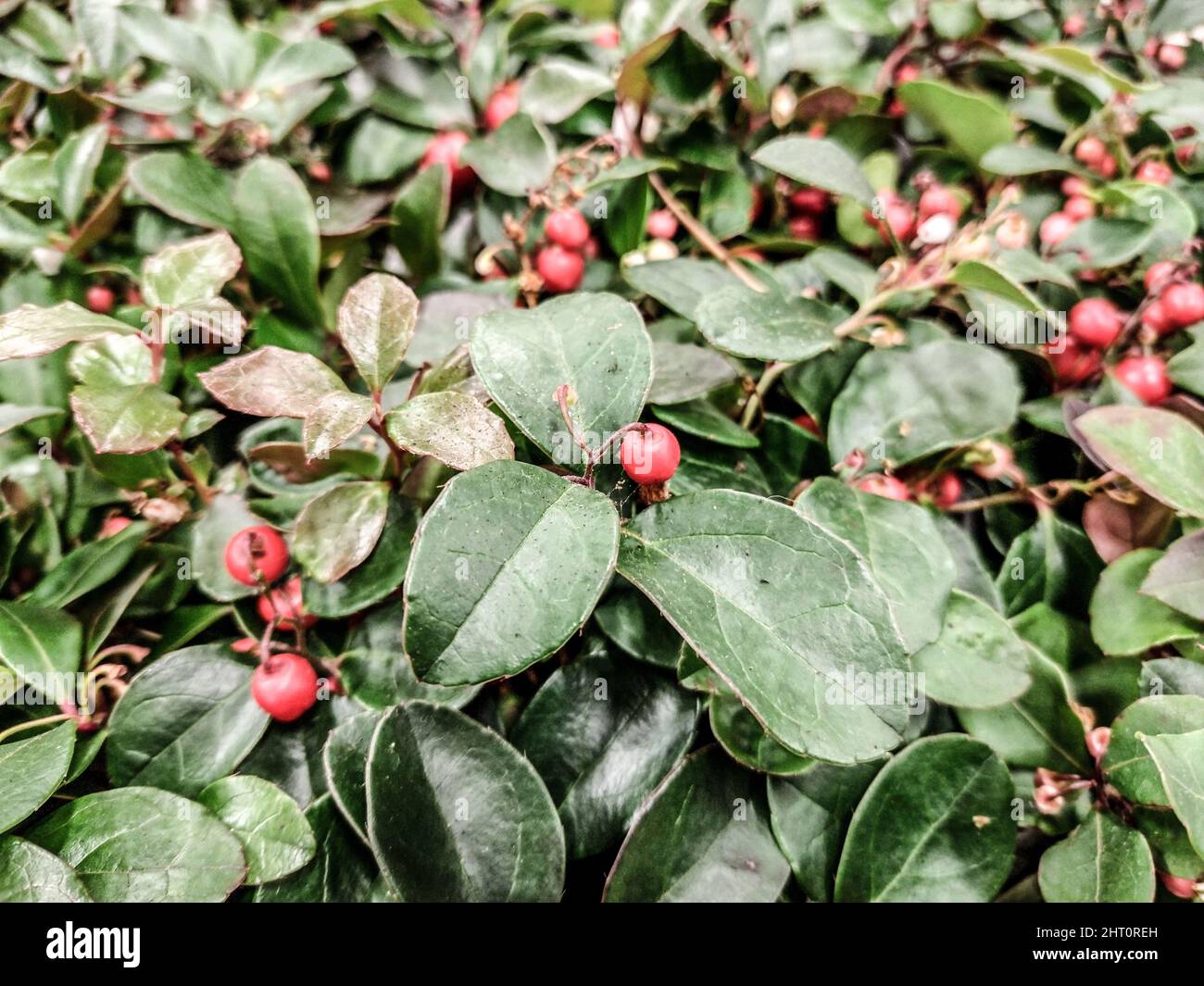 The checkerberry hi-res stock photography and images - Alamy