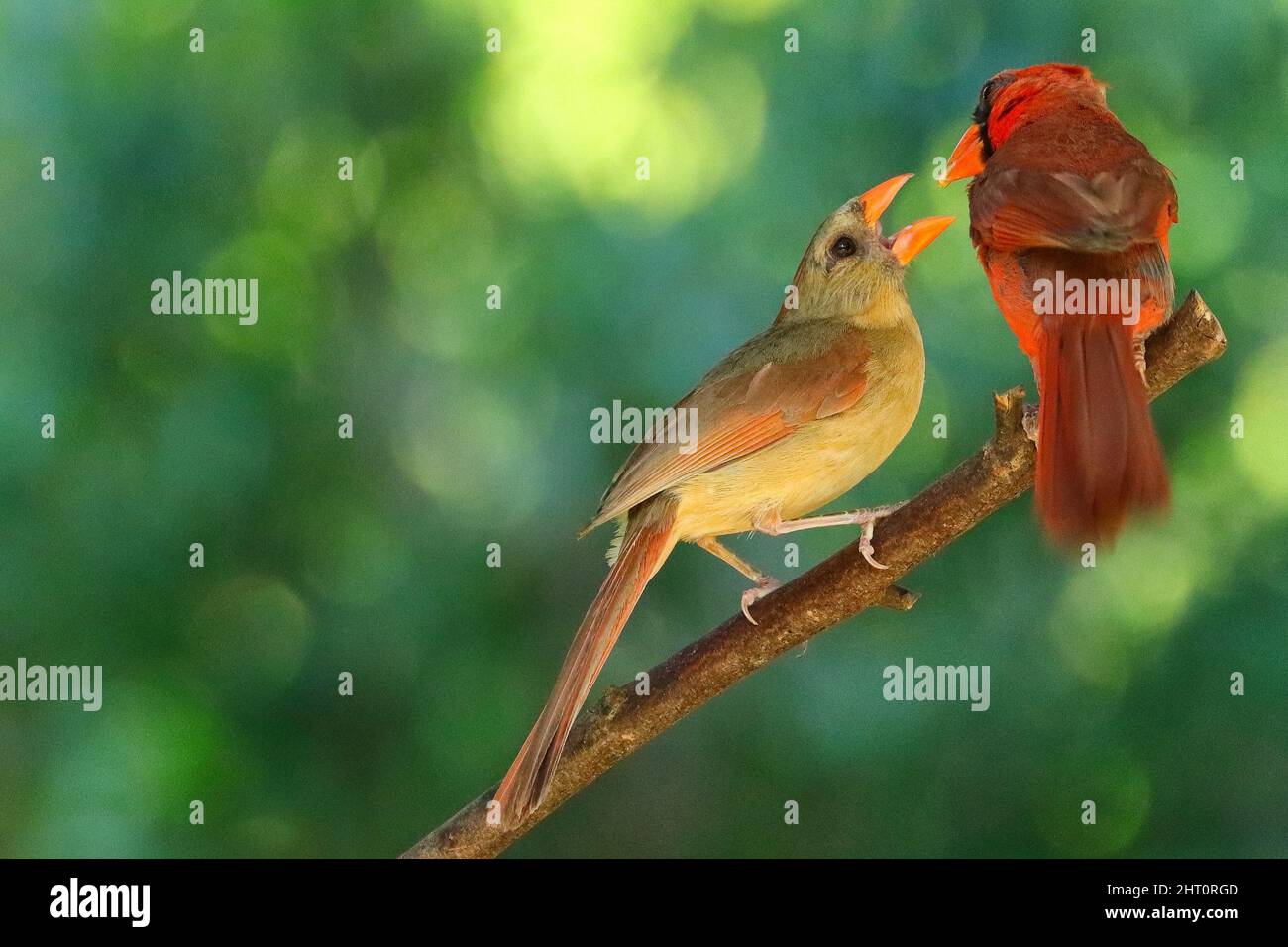 Beautiful shot of some birds in a forest during the day Stock Photo - Alamy
