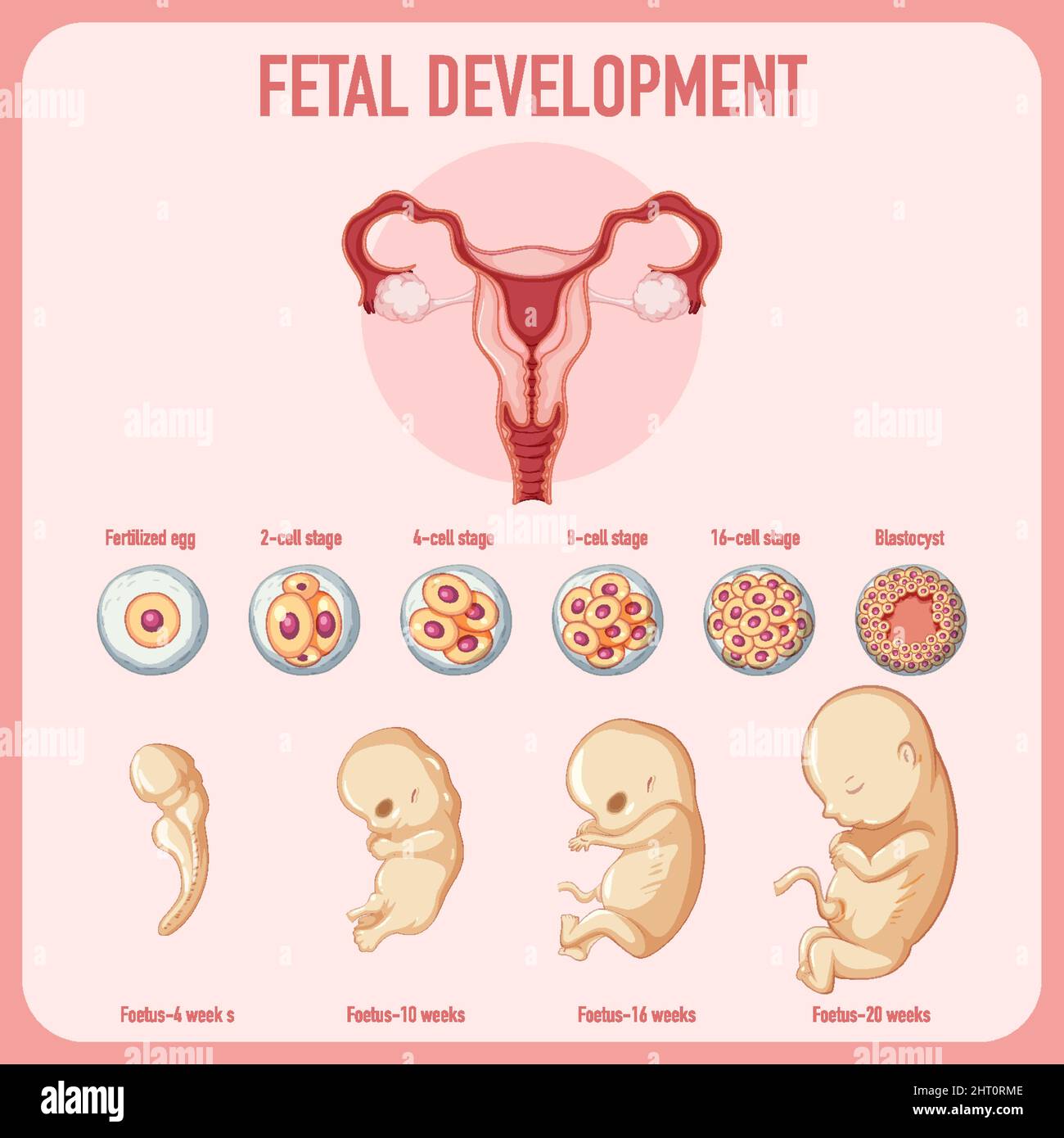 Human embryonic development in human infographic illustration Stock ...