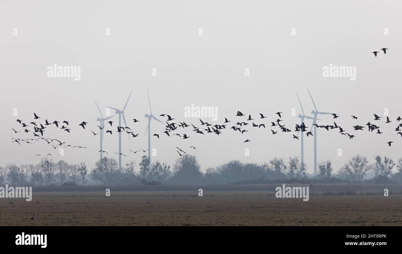 Scenic view of a flock of birds flying on the foreground of wind ...