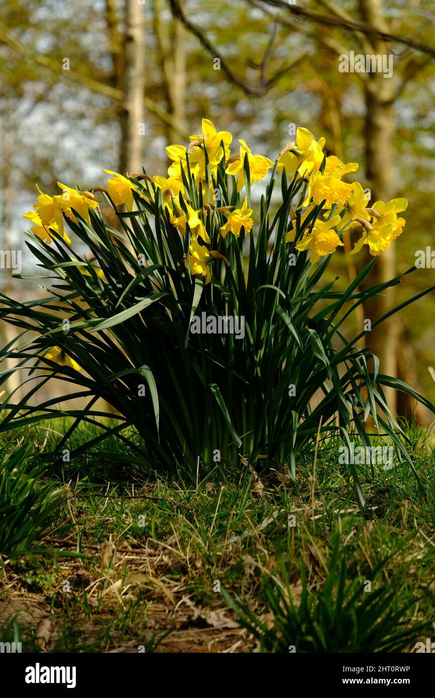 A colour photograph of daffodils blooming in the spring time Stock ...