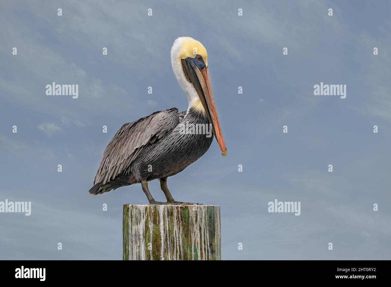 Pelican banks hi-res stock photography and images - Alamy