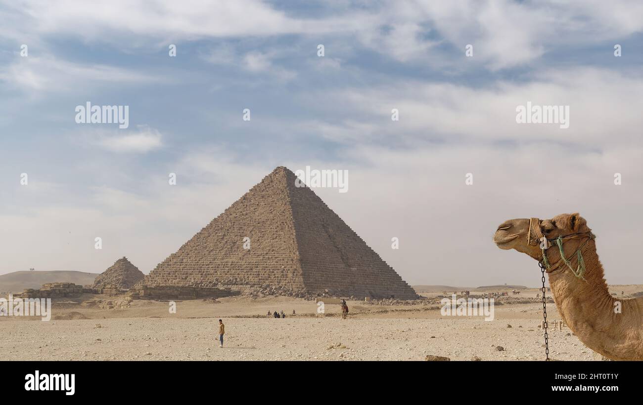 Photo of a camel in the Egyptian desert near the Pyramids Stock Photo ...