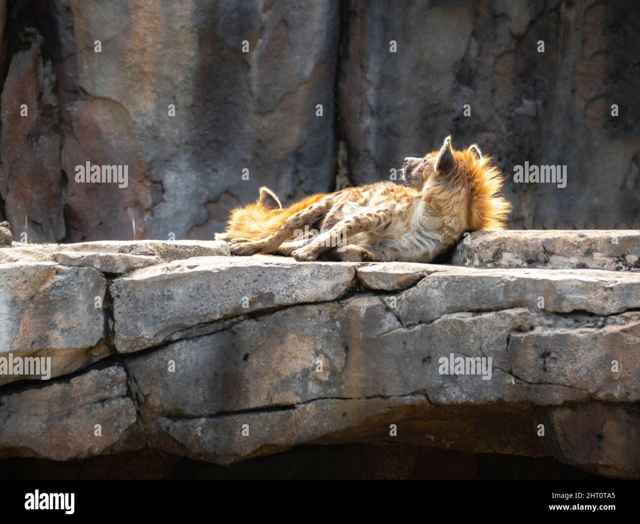 Spotted Hyena Resting on a Rock Bed During Sunset with the Sunlight ...